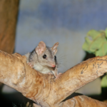 The 15 weirdest animals in Australia | Gulo in Nature