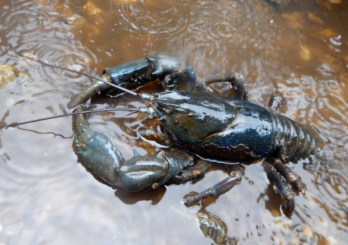 The 15 weirdest animals in Australia | Gulo in Nature
