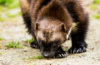 13 wild facts about wolverines | Gulo in Nature