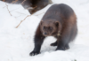 13 wild facts about wolverines | Gulo in Nature