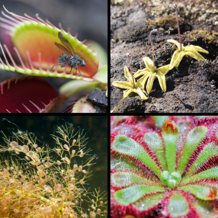 6 incredible carnivorous plants | Gulo in Nature